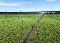 China Overhead Greenhouse Fogging / Misting & Micro Sprinkler System for Seedling & Humidifying for sale