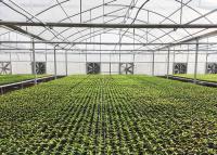 China Commercial Greenhouse Bench System | Custom Rolling & Stationary Benches for sale