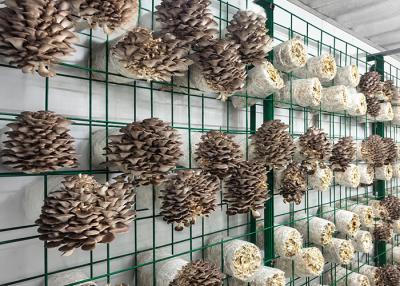 China High-Yield Intelligent Mushroom Growing Container With Auto Climate Control System for sale