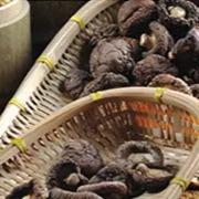 China Healthy Dry Shiitake Mushroom 1kg Smooth Surface 2 Years Shelf Life for sale
