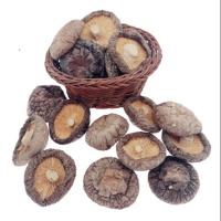 China Brown Typical Delicious Dry Shiitake Mushroom 4cm Cultivation Cubensis for sale