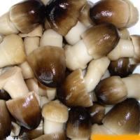 China Fresh Natural Raw Material Canned Fruits Vegetables 425g Farm Mushroom for sale