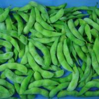 China HACCP KOSHER Frozen Shelled Edamame Beans Japanese Style for sale