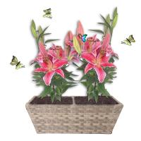 China Factory Hot Sale Metal Frame Set of 3 Plastic Pots Home Garden Planter Stand for sale
