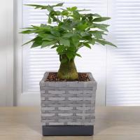 China Latest Popular Garden Planter Metal Frame Weather Resistance PE Rattan Flowerpot Plant Pot for sale