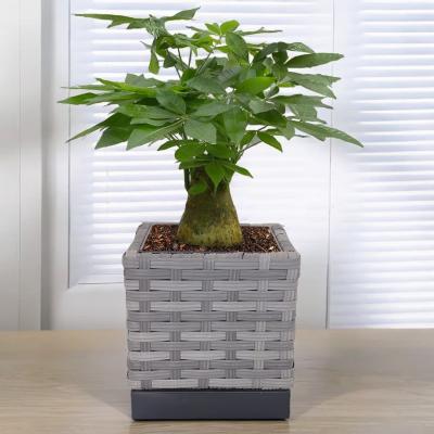China Latest Popular Garden Planter Metal Frame Weather Resistance PE Rattan Flowerpot Plant Pot for sale