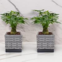 China Set of 2 Latest Popular Garden Planter Metal Frame Weather Resistance PE Rattan Flowerpot Plant Pot for sale