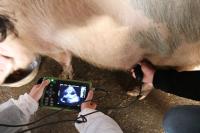 China Portable Veterinary Ultrasound Scanner for sale