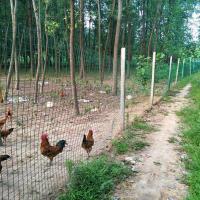 China Square Hole Shape Stainless Steel Welded Mesh 15m-30m 50m Zinc Coating 120g/M2 For Animal Enclosure for sale