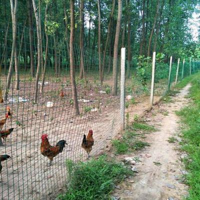 China Square Hole Shape Stainless Steel Welded Mesh 15m-30m 50m Zinc Coating 120g/M2 For Animal Enclosure for sale