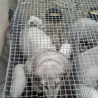 China 2X2 Garden Hardware Cloth Welded Mesh With Hot Dipped Galvanized Iron Wire for sale