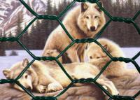 China Rust Resistant Zinc Coated Hexagonal Wire Mesh Easy Install Hex Wire Netting Shrink Film Pack for sale