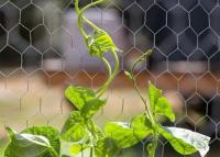 China Galvanized Iron Chicken Wire Mesh Roll Double Twist Weave Easy Install For Garden And Landscaping for sale