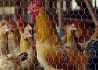 China Galvanized Chicken Coop Hexagonal Wire Mesh Free Sample Garden Protection for sale