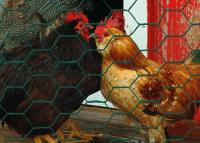 China Galvanized PVC Coated Chicken Wire Mesh 20g/m2-60g/m2 Zinc Coated Rust Resistant for sale
