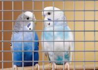 China Animal Enclosure Stainless Steel Welded Wire Mesh Panel Square Long Hole Shape 0.5mm - 10.0mm for sale