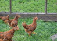 China Length 10-50m Chicken Coop Wire Mesh With Zinc Coating 20g/M2-60g/M2 for sale