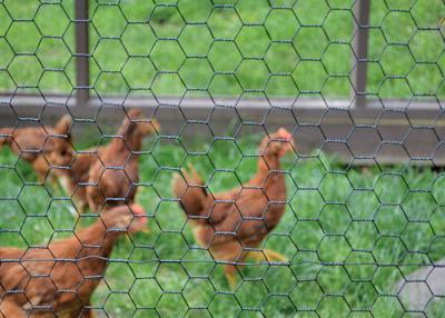 China Length 10-50m Chicken Coop Wire Mesh With Zinc Coating 20g/M2-60g/M2 for sale