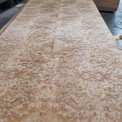 China Myanmar Golden Camphor Burl Wood Veneer Sheet 4x8 ft 0.20mm Slice Cut Grade A for sale