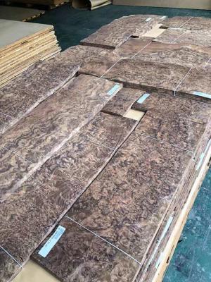 China American Walnut Burl Wood Veneer 0.45mm Grade A Slice Cut for Luxury Decoration for sale