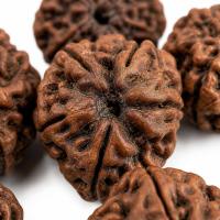 China Natural Rudraksha Bodhi Bracelet with 14 Beads and Hand-Polished Natural Ridges for Meditation for sale