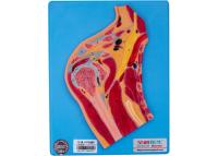 China Training PVC Medical Anatomy Models For Shoulder Joint Section for sale