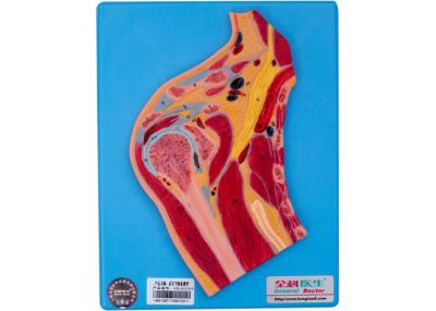 China Training PVC Medical Anatomy Models For Shoulder Joint Section for sale