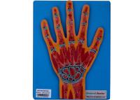 China PVC Hand Section Human Anatomical Model For College University Training for sale