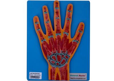 China PVC Hand Section Human Anatomical Model For College University Training for sale
