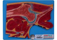 China Hip Joint Section Human Anatomy Model For College University Training for sale
