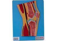 China Life Size Knee Joint Section Model PVC Anatomy for Medical Education Training for sale