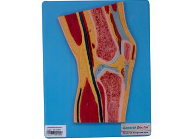 China Life Size Knee Joint Section Model PVC Anatomy for Medical Education Training for sale