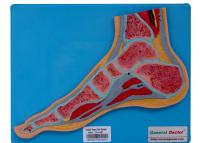 China Life Size Human Foot Section Anatomy Model with Stand PVC Medical Teaching Aid for sale