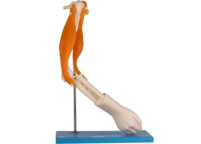 China Functional Muscles Anatomical Elbow Joint Model PVC Life Size for School Training for sale