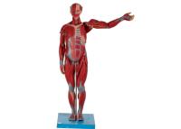 China Heavy Duty Male Anatomical Muscle Model 78cm PVC with Internal Organs for Medical Education for sale