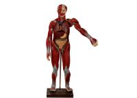 China Education Training Human Torso Anatomy Model With Internal Organs Open Back for sale