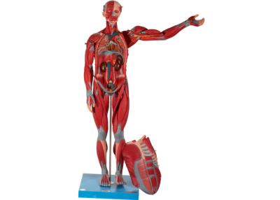 China Male Human Muscle Anatomy Model with Internal Organs 78cm PVC Medical Training for sale