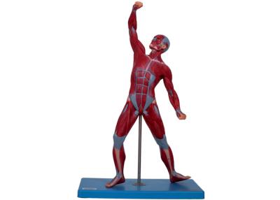 China Medical School Training Male Muscles Anatomy Model 50cm with Stand PVC for sale