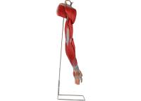 China Arm PVC Human Anatomy Model With Main Vessels Nerves for sale