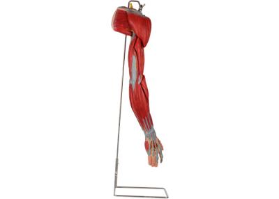 China Arm PVC Human Anatomy Model With Main Vessels Nerves for sale