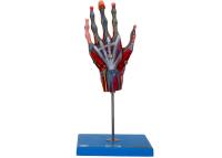 China School Teaching Hand Anatomy Model With Muscle Main Vessels Nerves for sale