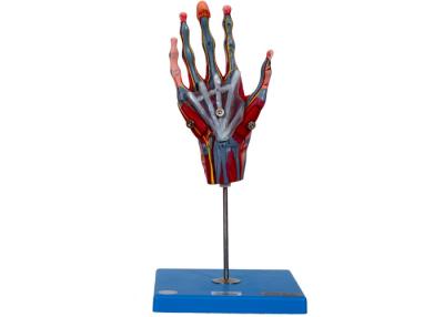 China School Teaching Hand Anatomy Model With Muscle Main Vessels Nerves for sale