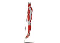 China PVC Muscle Leg Anatomy Model 87cm with Main Vessels Nerves for Medical Training for sale