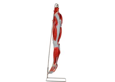 China PVC Muscle Leg Anatomy Model 87cm with Main Vessels Nerves for Medical Training for sale