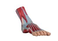 China Life Size Foot Human Anatomy Model PVC Muscle Painted Color for Medical Training Education for sale