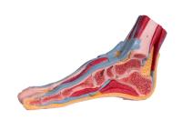 China PVC Foot Anatomy Model Median Sagittal Section with Muscle Vessels Life Size CE ISO for sale