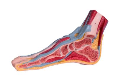 China PVC Foot Anatomy Model Median Sagittal Section with Muscle Vessels Life Size CE ISO for sale