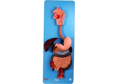 China PVC Anatomy Digestive System Model 79cm with Baseboard and Organs for sale