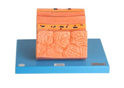 China Hospitals Training PVC Stomach Human Anatomy Model With Layers Structure for sale