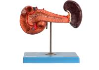 China PVC Anatomical Pancreas Spleen Duodenum Model For Hospitals Teaching for sale